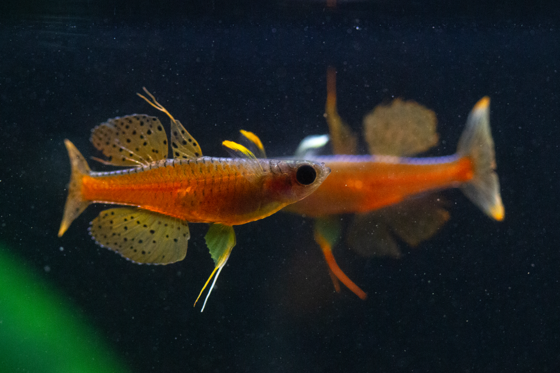 HerdyGerdy's Ivantsoff Blue Eye Rainbowfish Breeding Journal - Page 2 ...