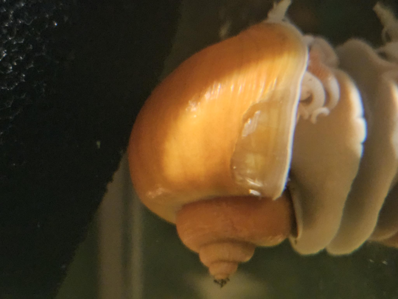 Any idea on what could be going on with his shell? - Snails Chat ...