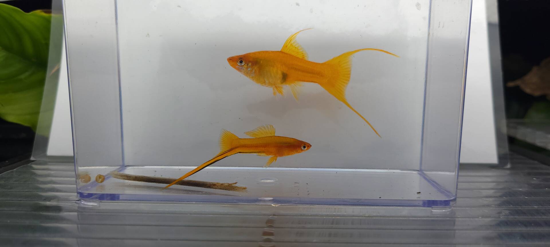 Lyretail Swordtail Questions - Fish Breeding - Aquarium Co-Op Forum