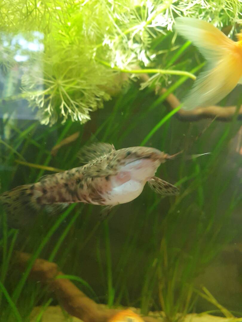 Hoplo catfish big belly - Diseases - Aquarium Co-Op Forum