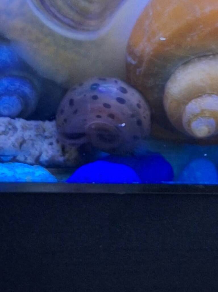 Mystery Snail Baby? - Snails Chat - Aquarium Co-Op Forum