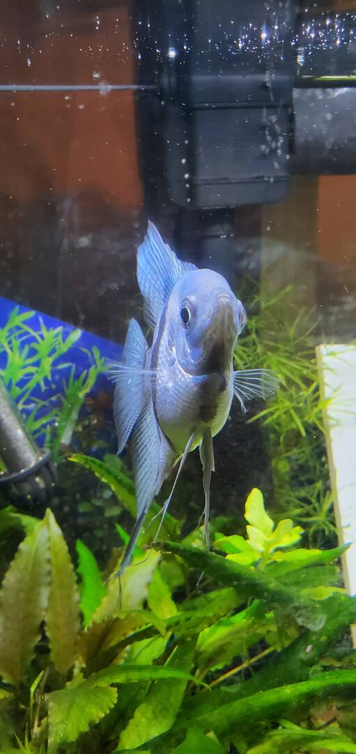 Female angelfish full of eggs or constipated/bloated? - General Chat ...