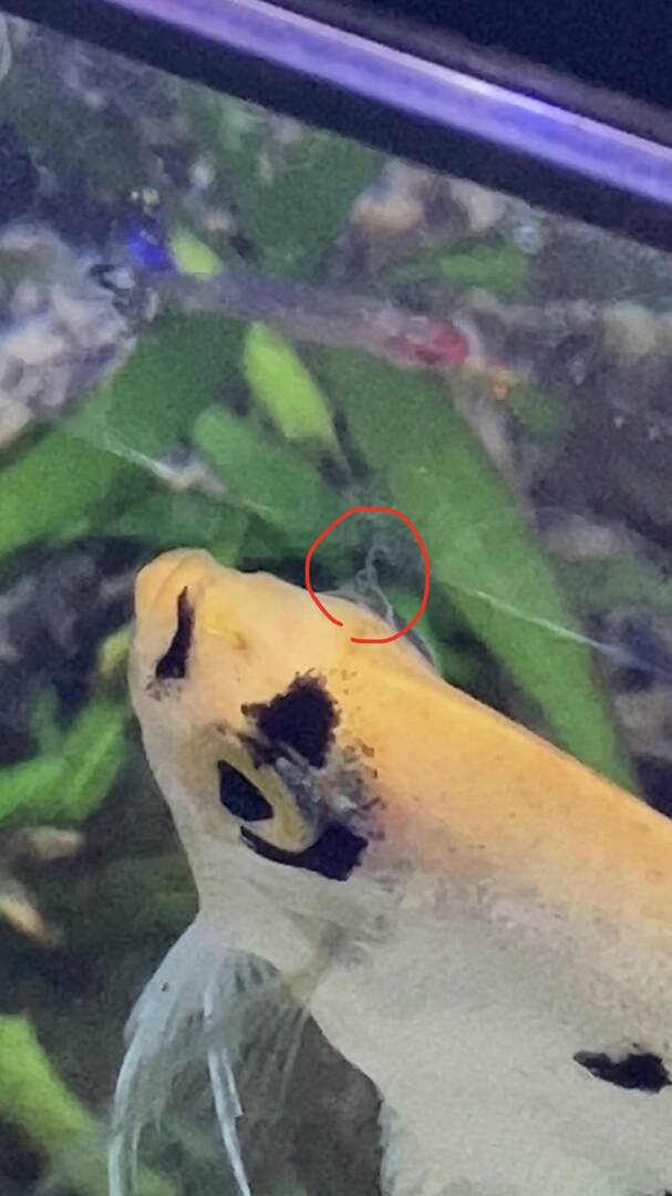 Angelfish eye parasite? - Diseases - Aquarium Co-Op Forum