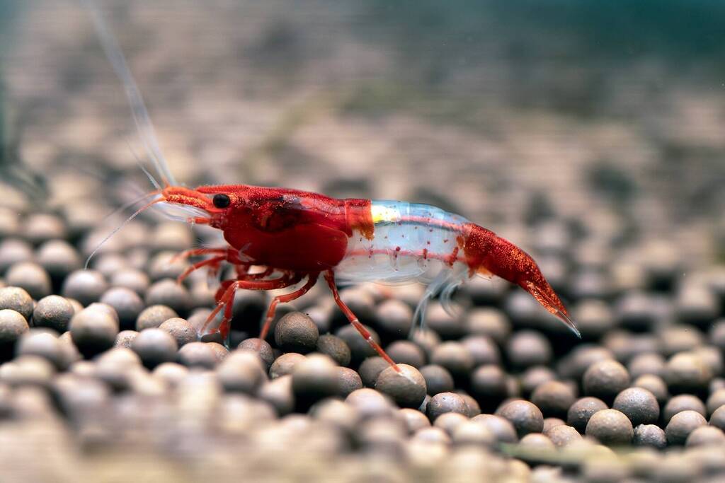 What happens if you cross Blue Dreams and Orange Rilis? - Shrimp Chat ...