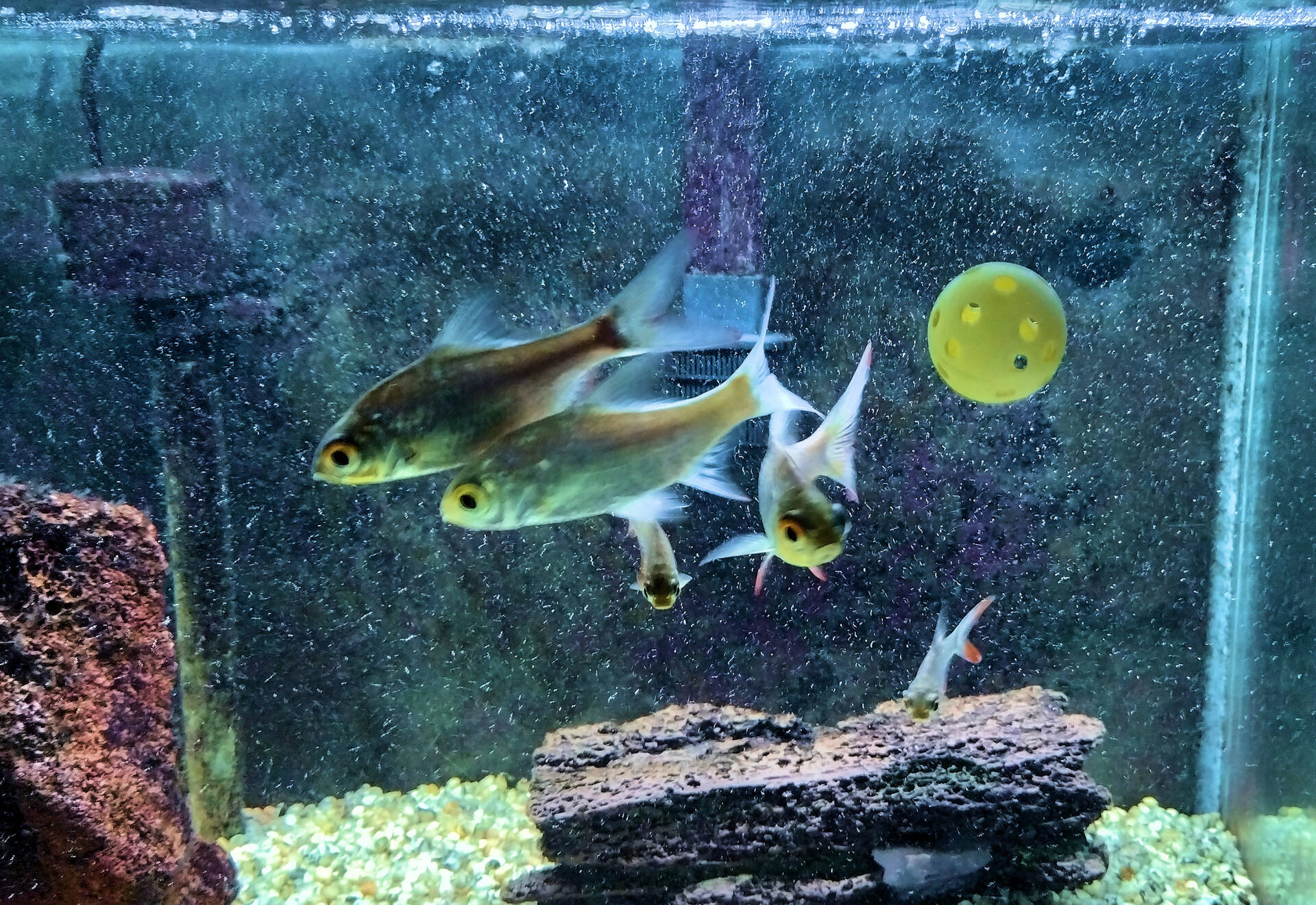 Fish enrichment? - General Chat - Aquarium Co-Op Forum