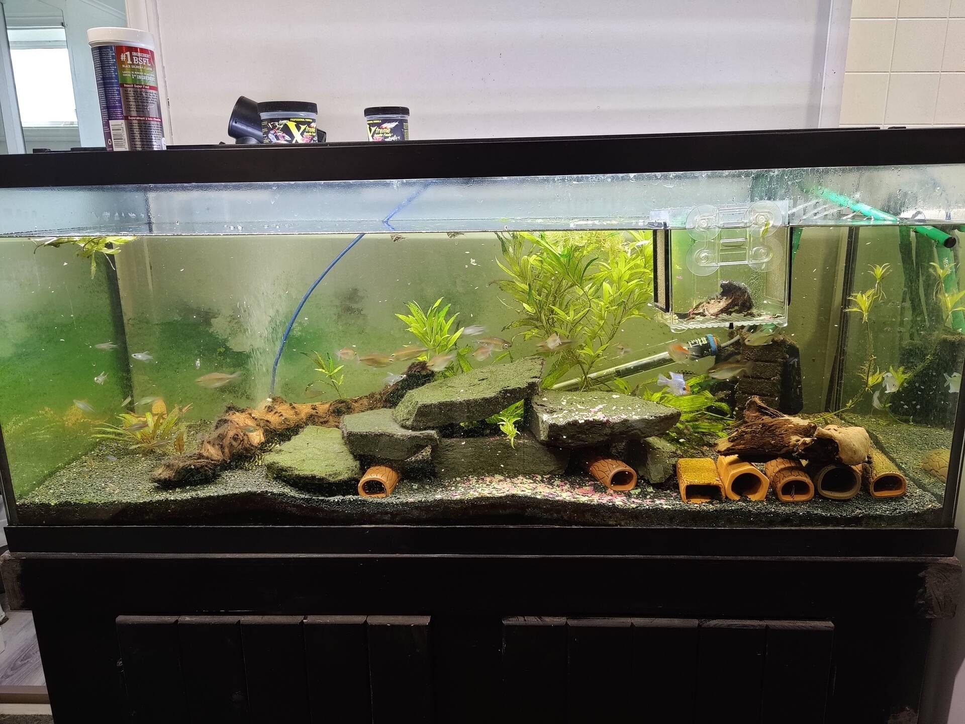 L134 pleco breeding - Fish Breeding - Aquarium Co-Op Forum
