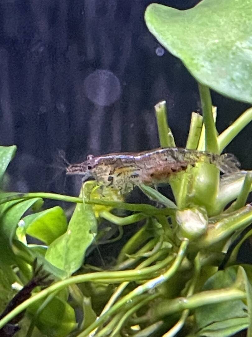 Neocaridina red/blue (WOULD LOVE TO SEE YOUR "SPECIAL" NEOS!) - Shrimp ...