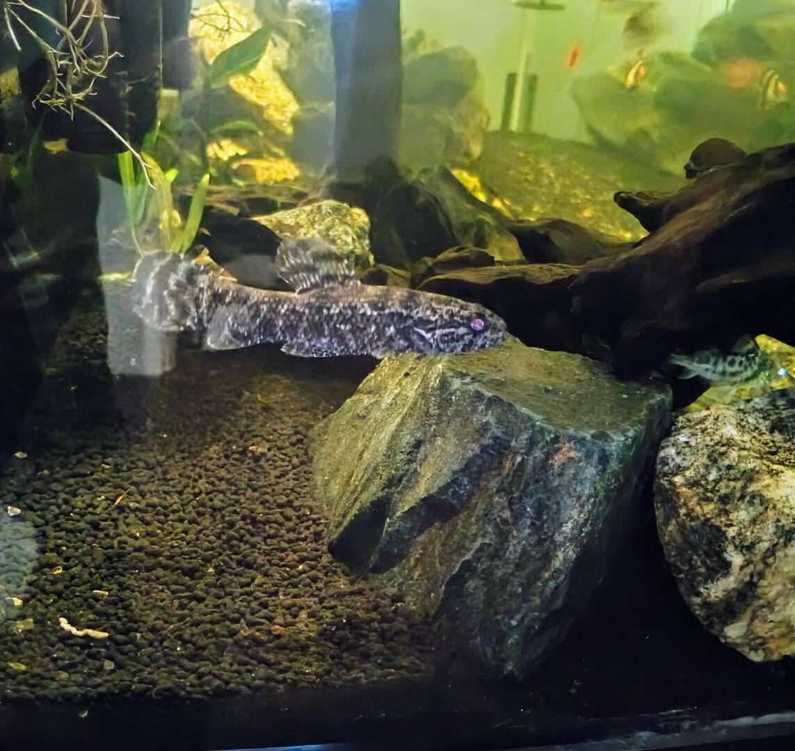 Wolf fish owners, tap in! - General Chat - Aquarium Co-Op Forum
