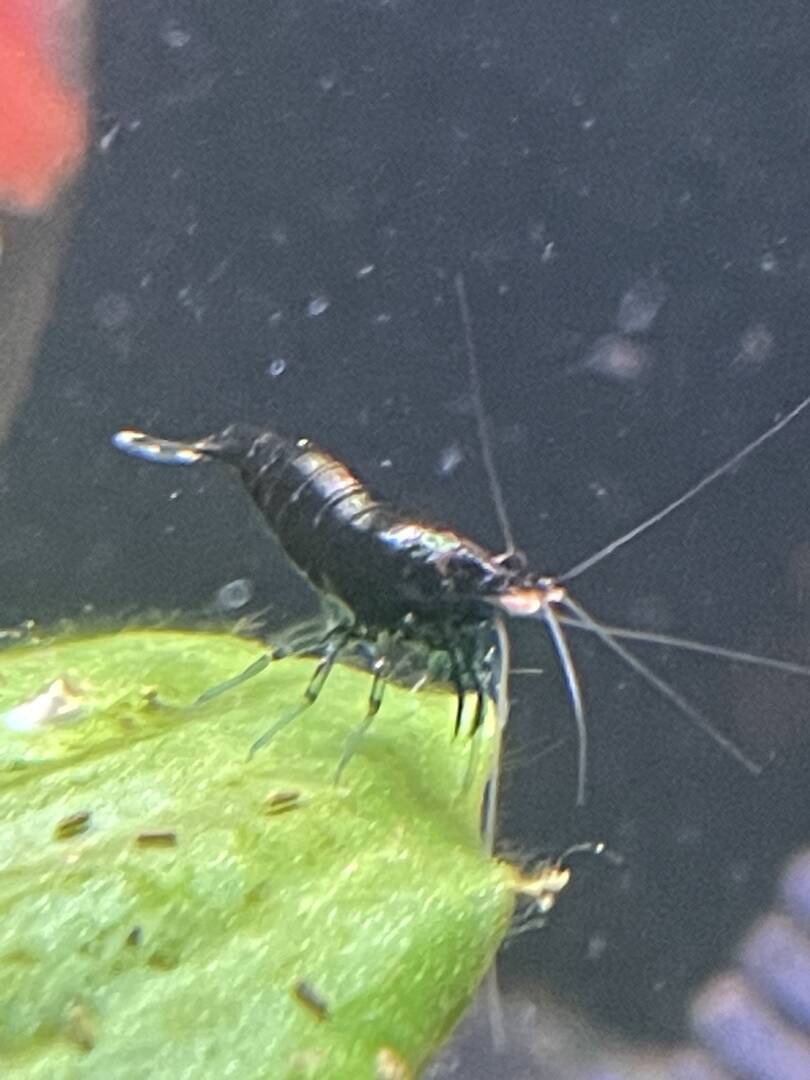 Neocaridina red/blue (WOULD LOVE TO SEE YOUR "SPECIAL" NEOS!) - Shrimp ...