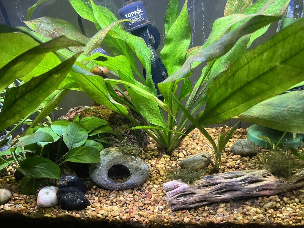 Root Rot in Lowtech Tank? - Plants, Algae, and Fertilizers - Aquarium ...