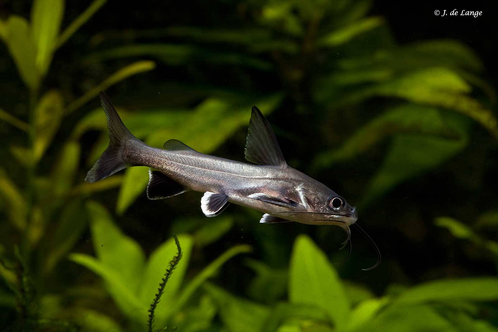 Unknown catfish - General Chat - Aquarium Co-Op Forum