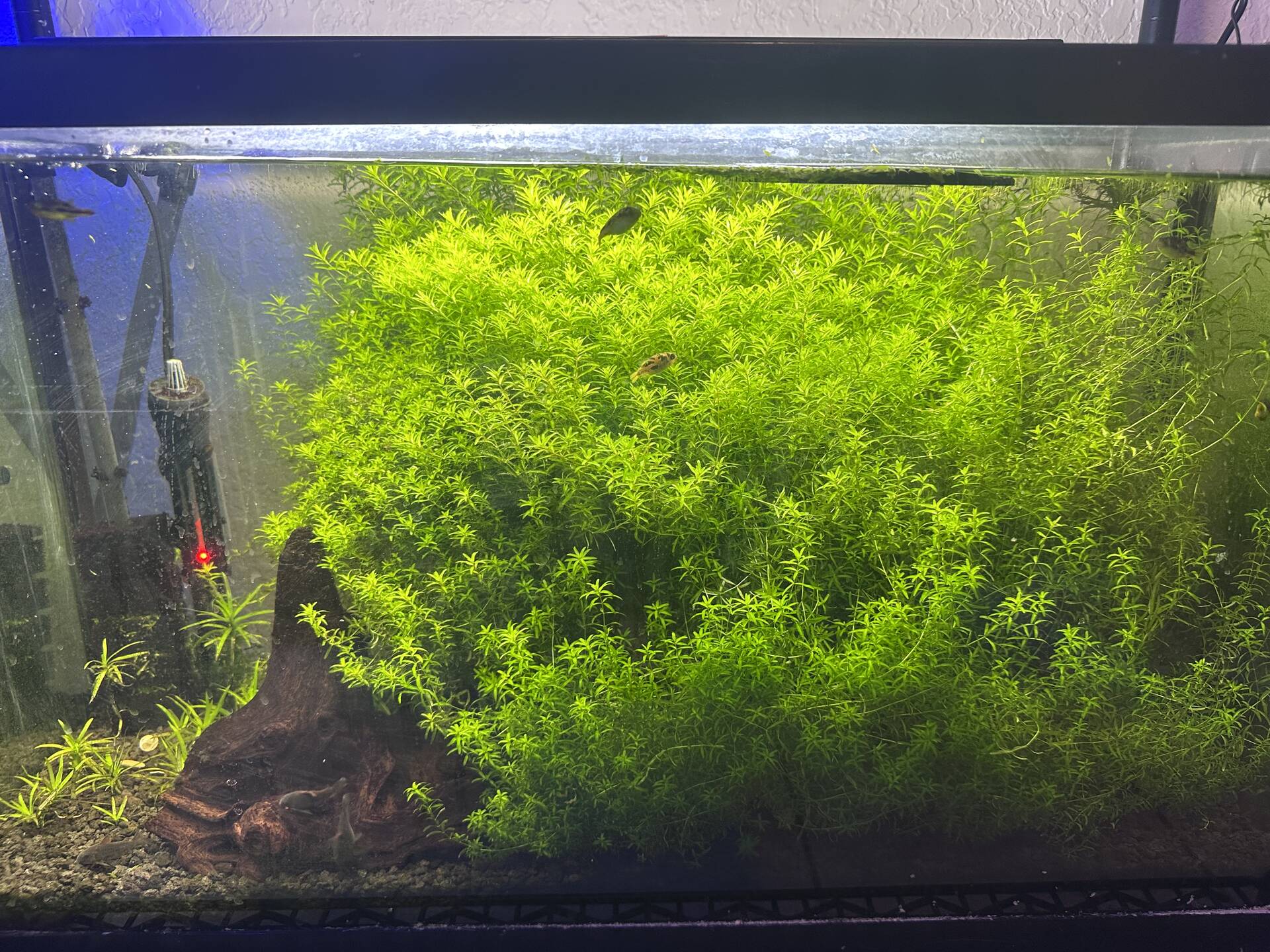 how tall can pearlweed grow if left untrimmed? - Plants, Algae, and ...
