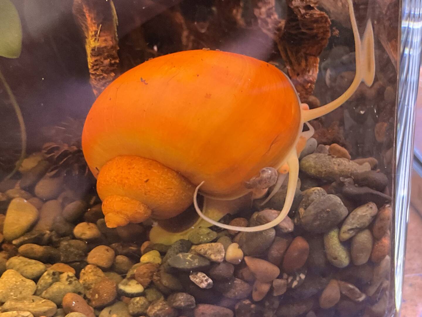 Are these Mystery Snail Babies? - Snails Chat - Aquarium Co-Op Forum