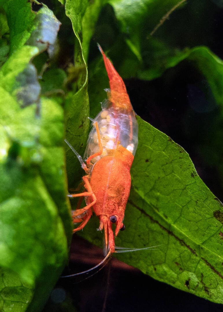 What happens if you cross Blue Dreams and Orange Rilis? - Shrimp Chat ...