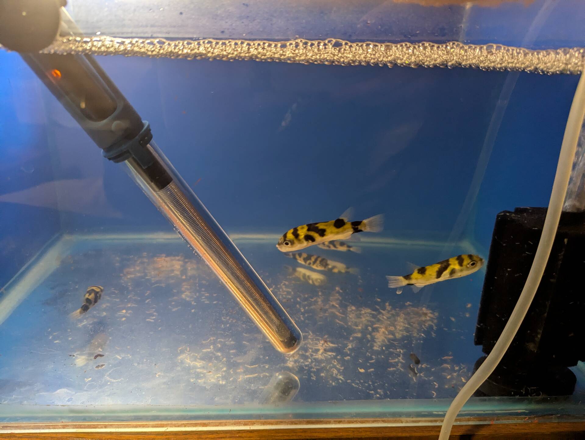 Amazon Puffer - Journal - Photos, Videos & Journals - Aquarium Co-Op Forum