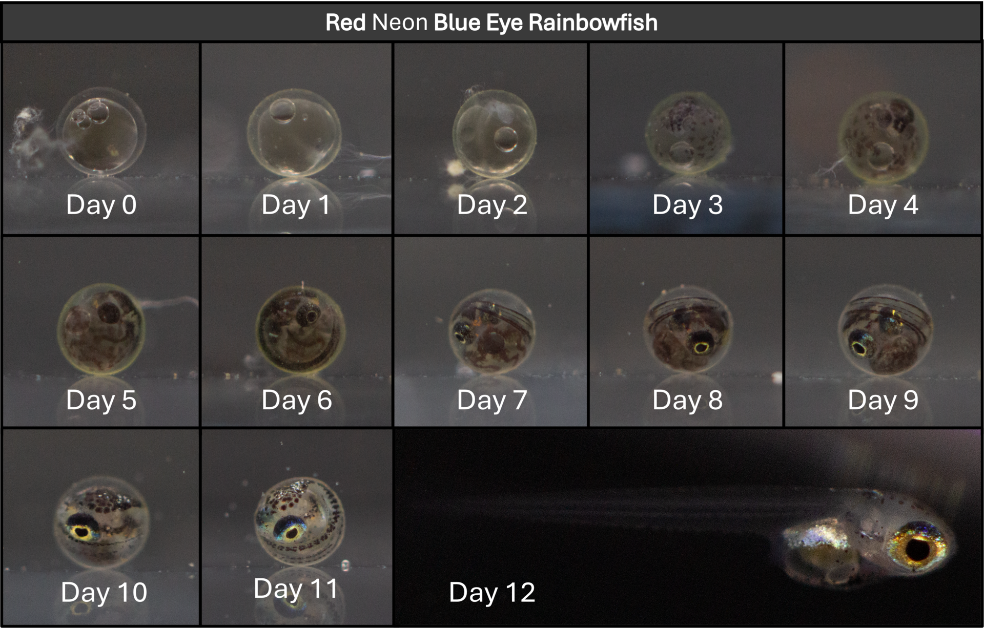 HerdyGerdy's Egg Development Photos - Photos, Videos & Journals ...