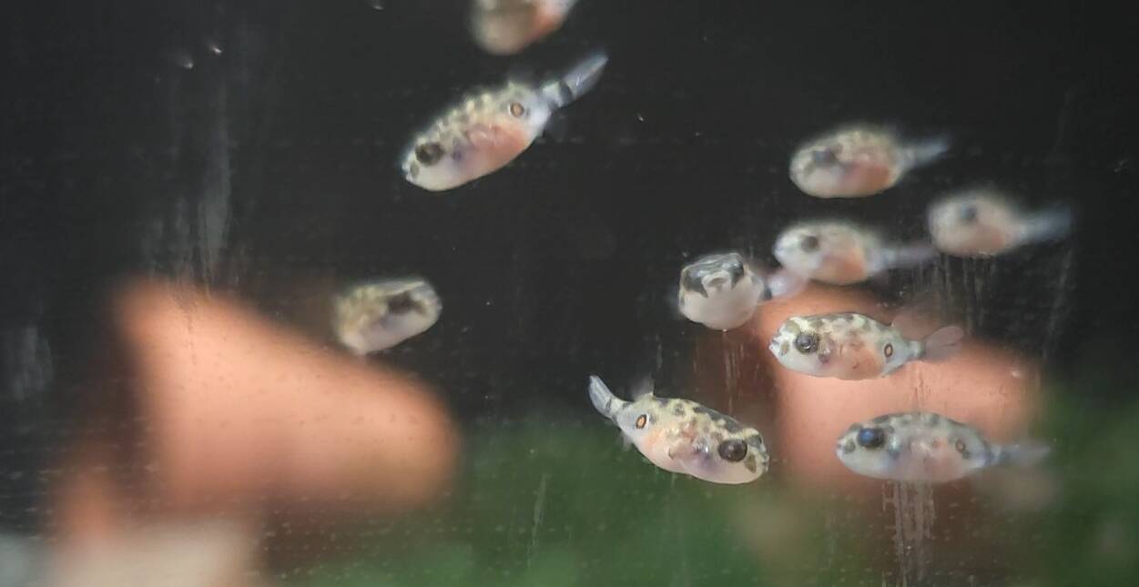 Update to species: Pao fangi breeding project - Fish Breeding ...