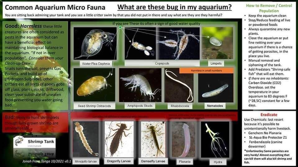 What types of worms are common in fresh water tanks? - General Chat ...