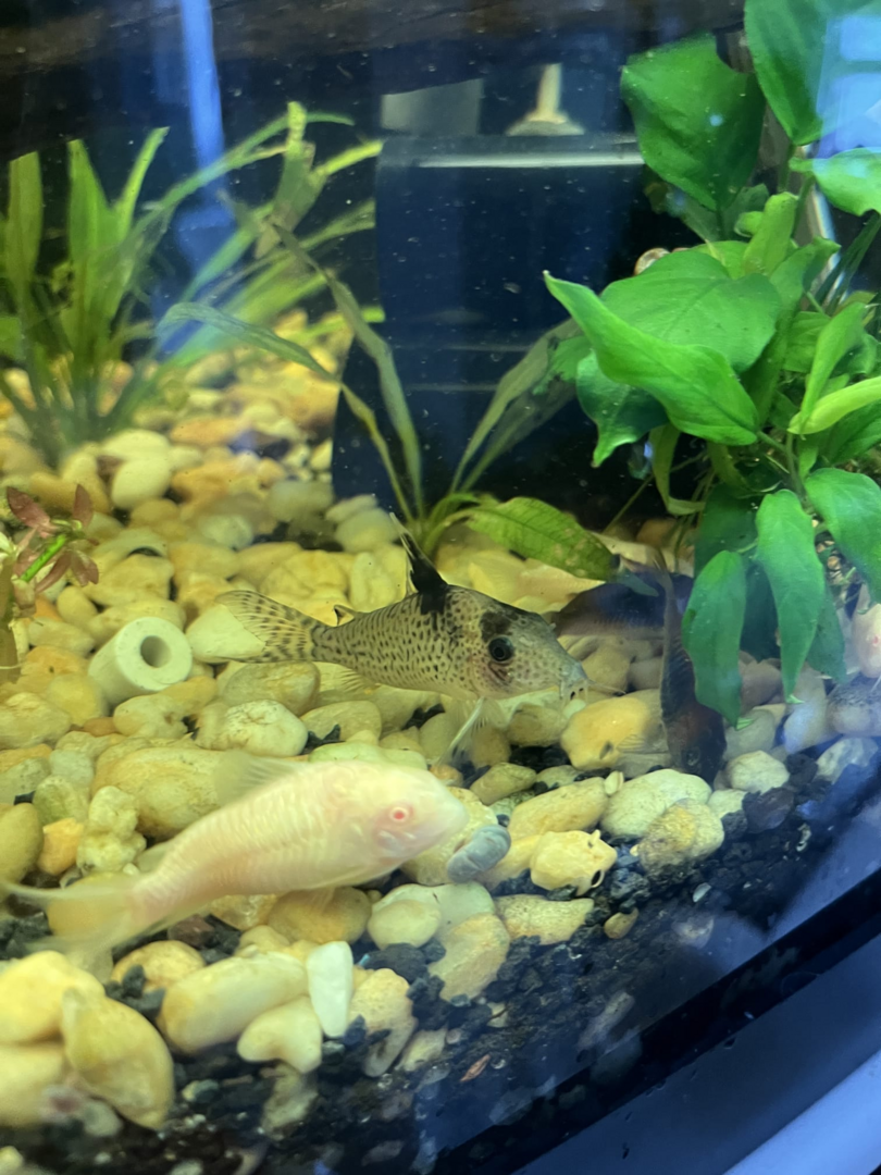 Corydora ID - General Chat - Aquarium Co-Op Forum