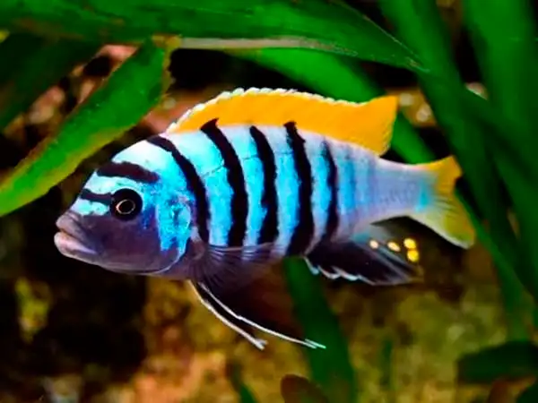 How many Mbuna and peacock in 40 gal - Fish Breeding - Aquarium Co-Op Forum