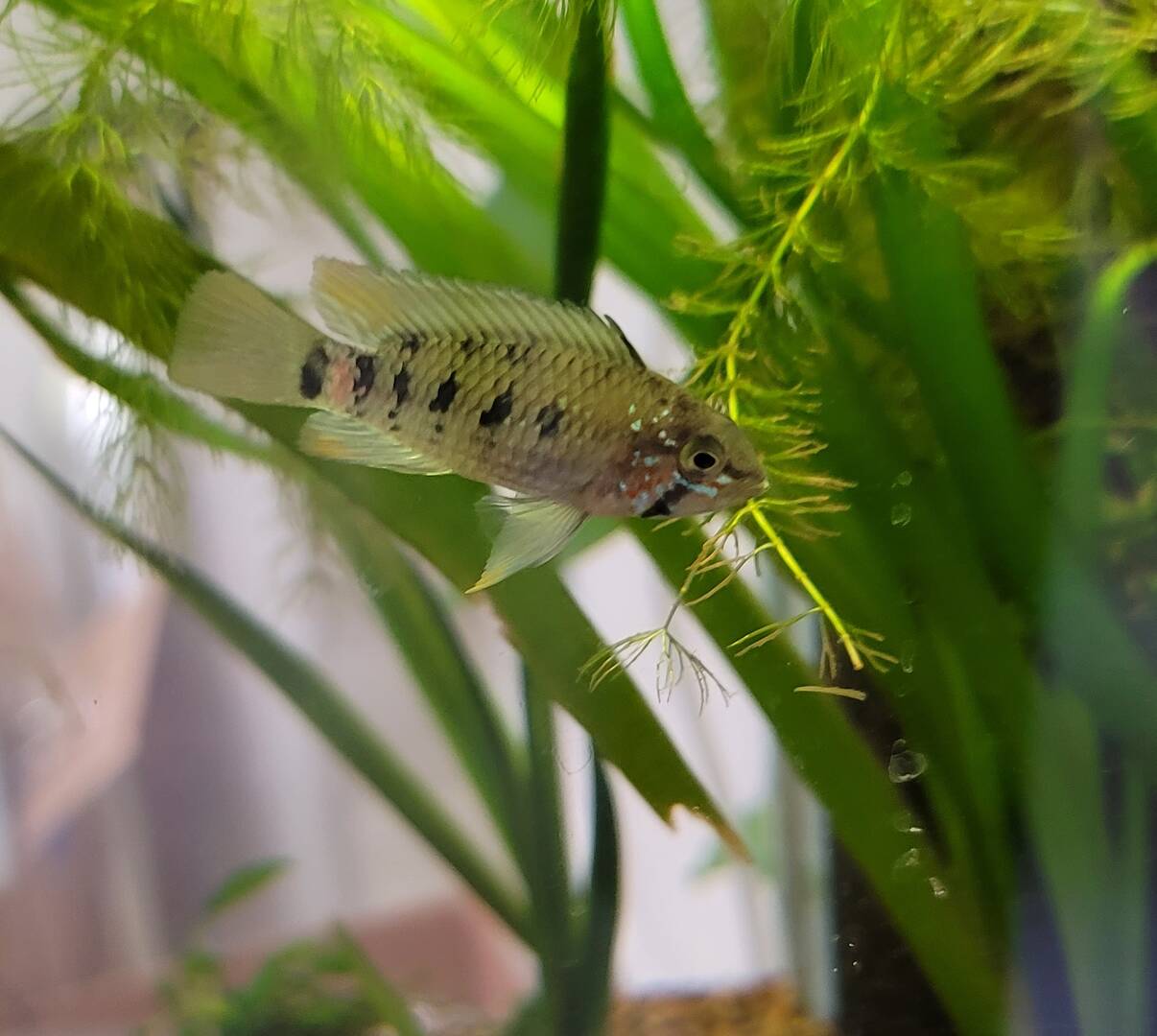 What is your favorite Apistogramma and why? - General Chat - Aquarium ...