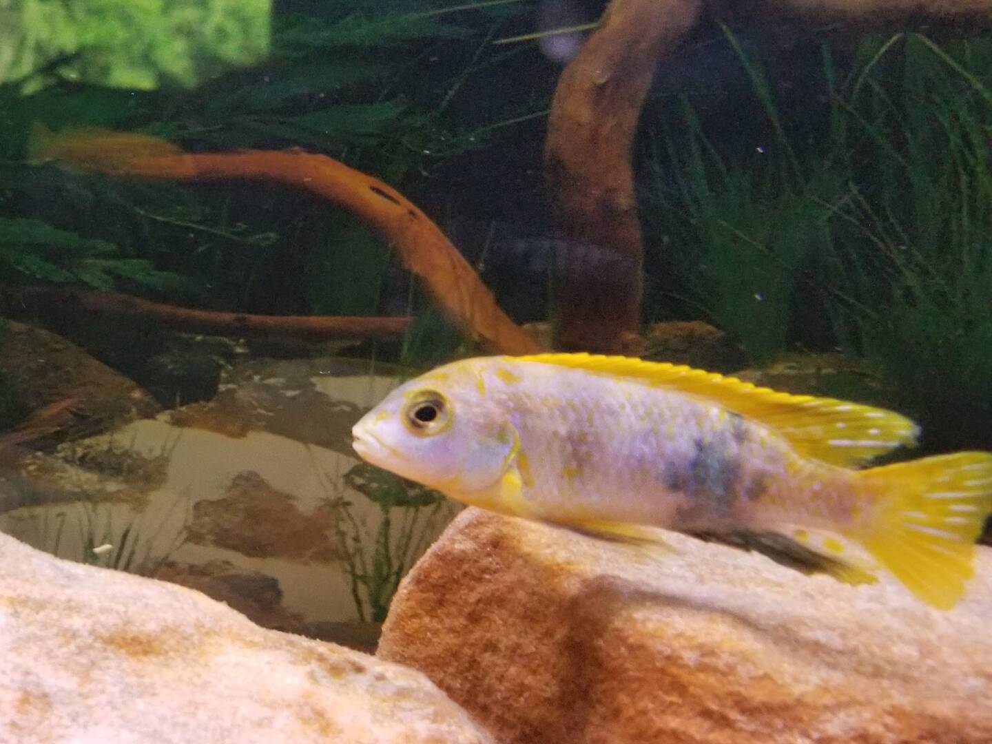 Mbuna with large brown patches - Diseases - Aquarium Co-Op Forum