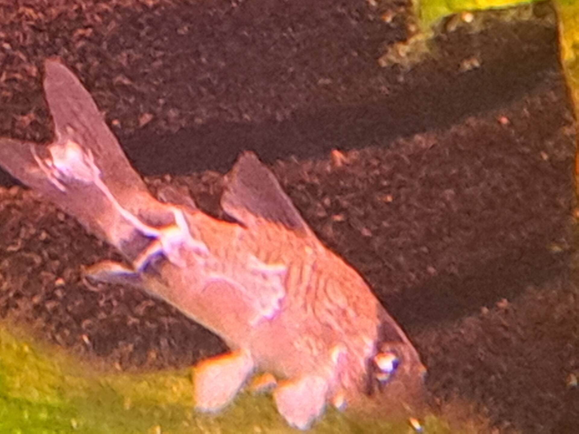 Panda Corydoras Fungus? - Diseases - Aquarium Co-Op Forum