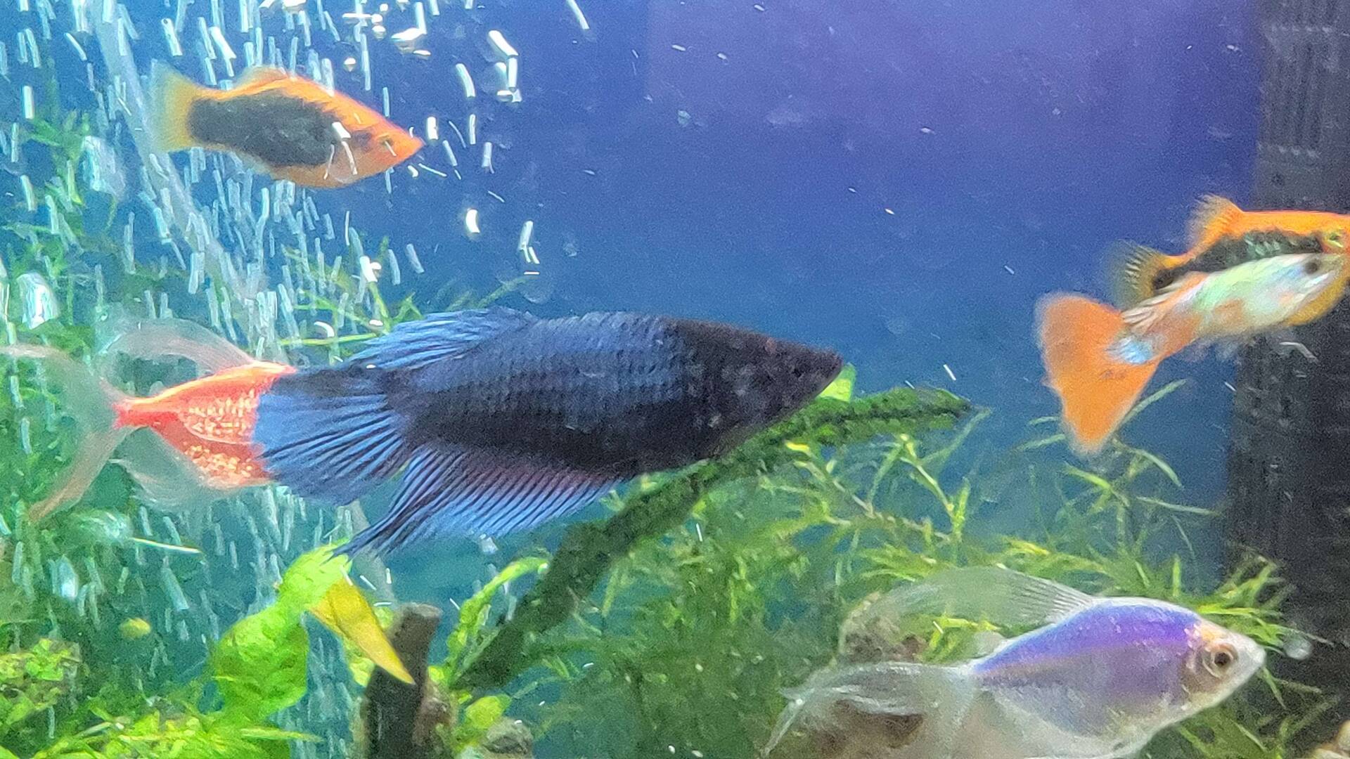 Please help identify this small blue/black fish - General Chat ...
