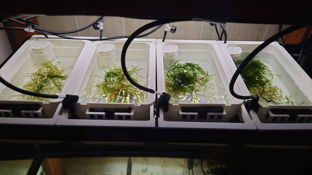 Fry rack and first batch of Fortail Rainbow fry! - Fish Breeding ...