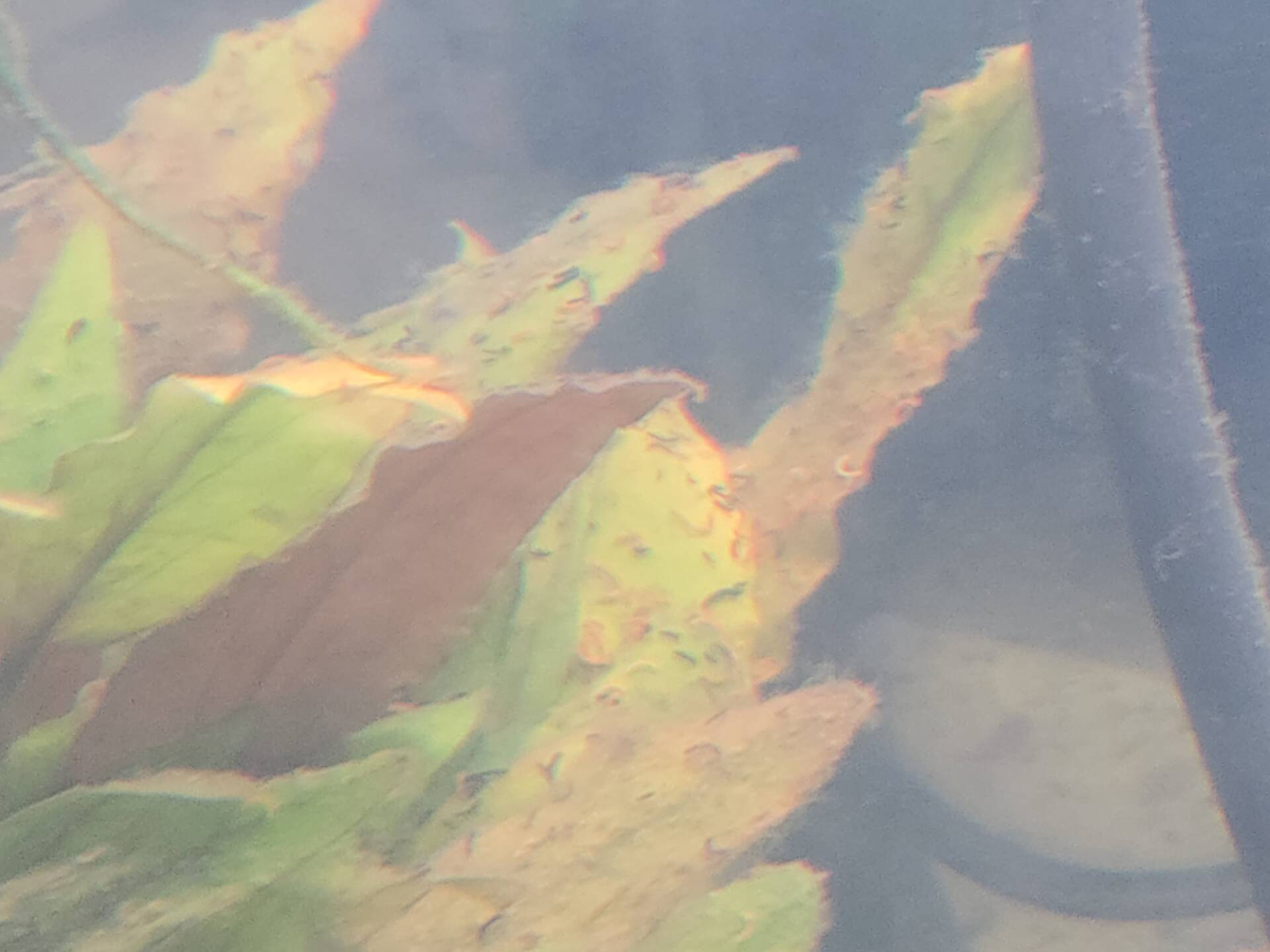 Can anyone identify these? - General Chat - Aquarium Co-Op Forum