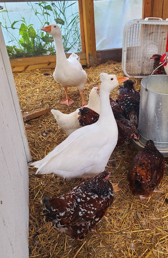 Anyone have a goose? - Other Pets - Aquarium Co-Op Forum