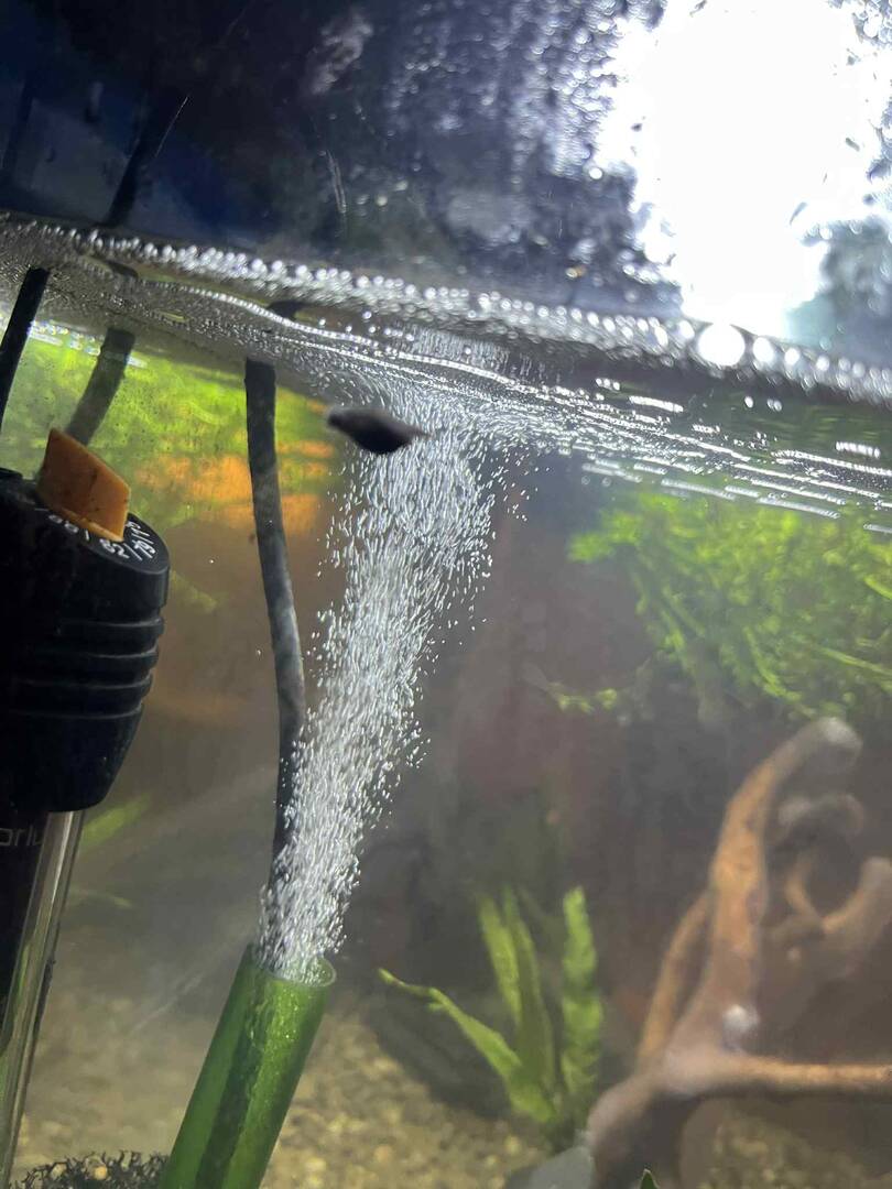 Beginner Advice - Day 8, Tank Cycling and Snail Infestation - General ...
