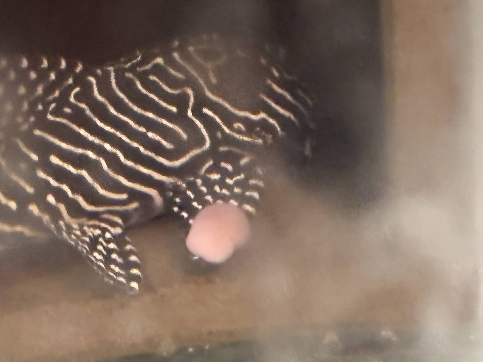 Growth on L260 pleco - Diseases - Aquarium Co-Op Forum