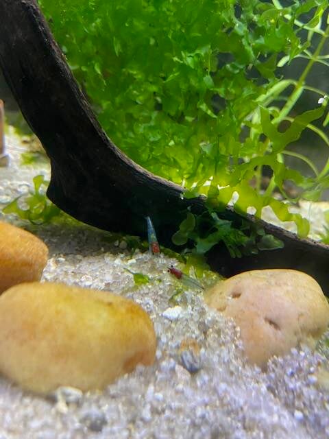Is the Neo family tree wrong? Or are my shrimp outliers? - Shrimp Chat ...
