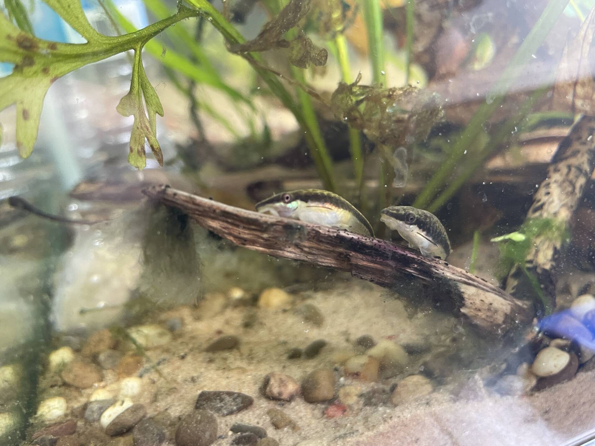 The breeding enthusiast's Breeding Projects! - Photos, Videos ...