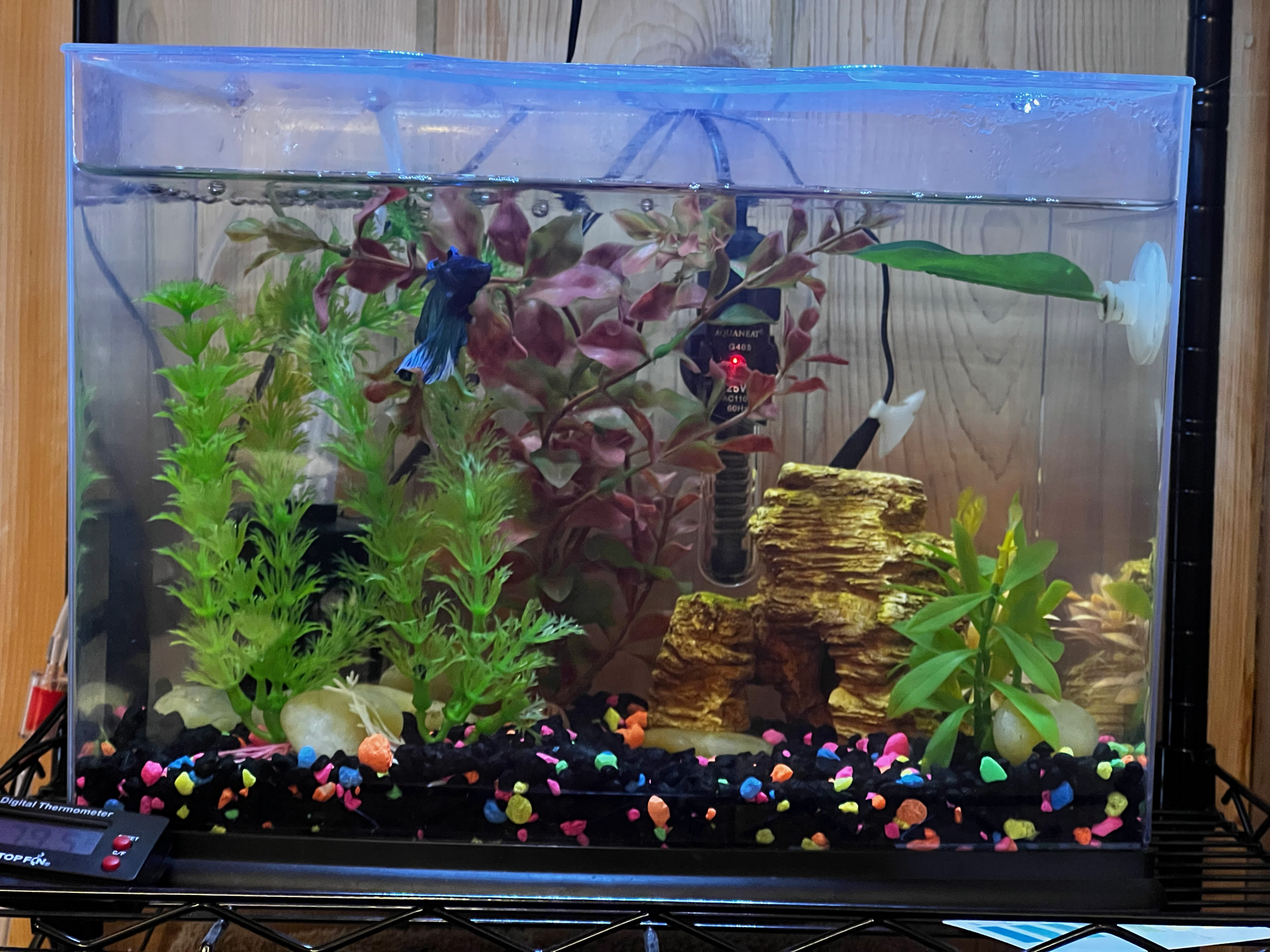 New to fishkeeping - help with bad fin rot - Diseases - Aquarium Co-Op ...