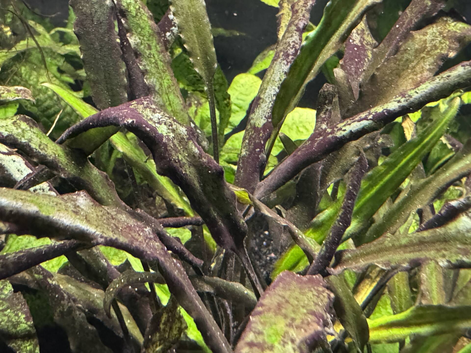 What is this dark brownish black algae coating and killing my leaves ...