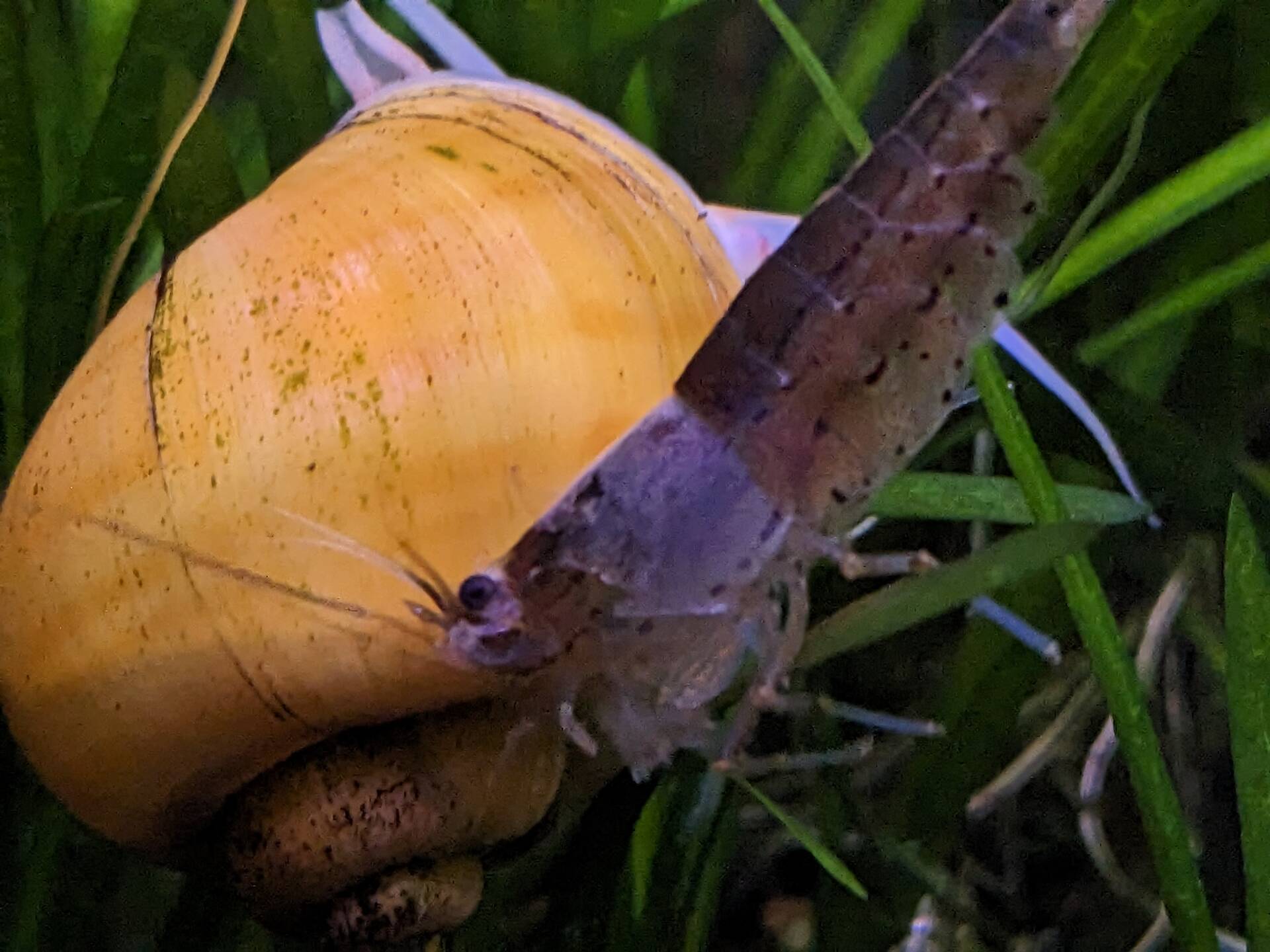 Saddle? Molting? Death? What's wrong with my Amano shrimp? - Shrimp ...