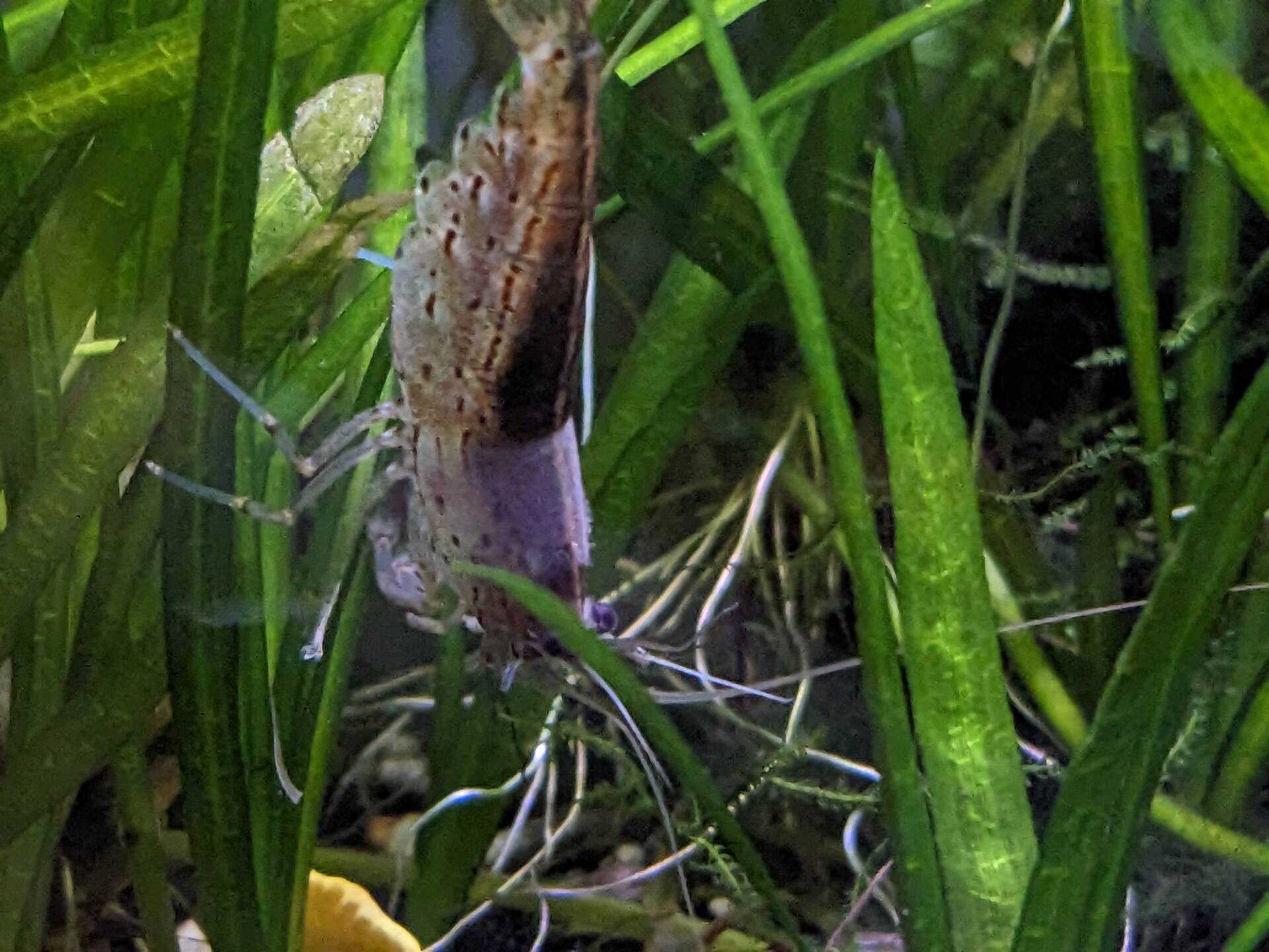 Saddle? Molting? Death? What's wrong with my Amano shrimp? - Shrimp ...