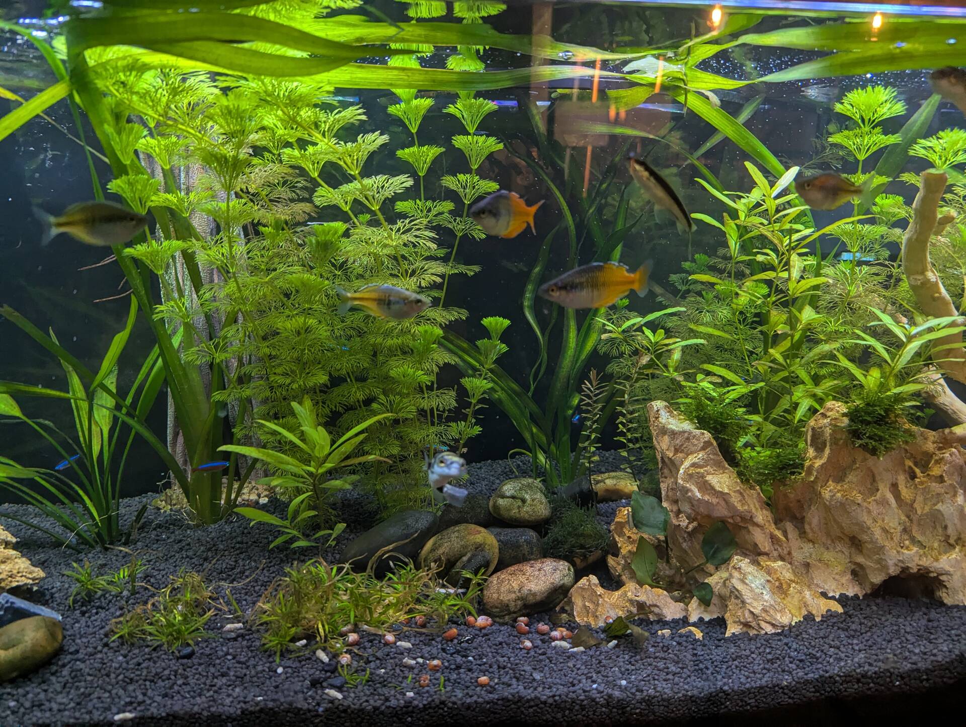 Surprisingly easy way to breed - Fish Breeding - Aquarium Co-Op Forum
