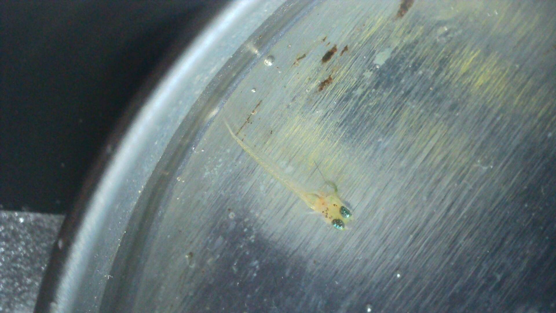 green "algae" infection? - Diseases - Aquarium Co-Op Forum
