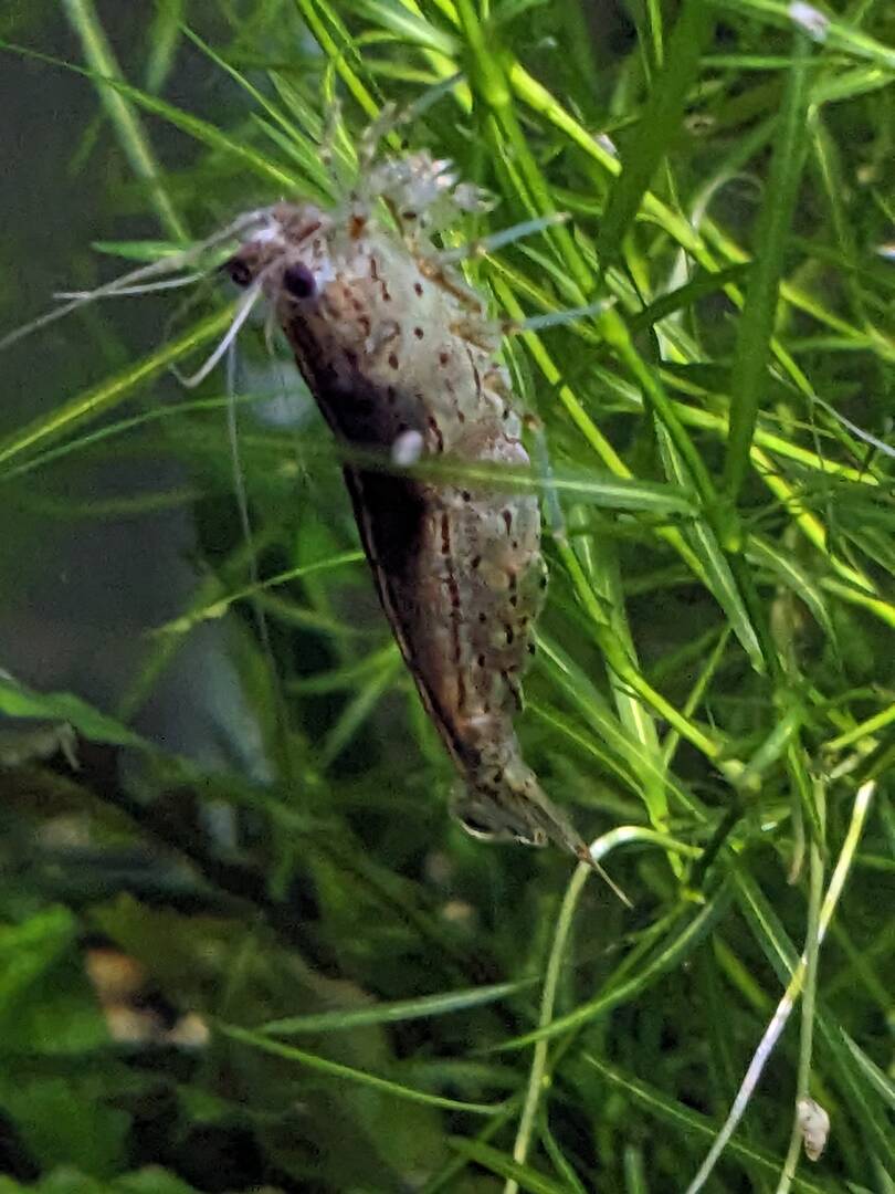 Saddle? Molting? Death? What's wrong with my Amano shrimp? - Shrimp ...
