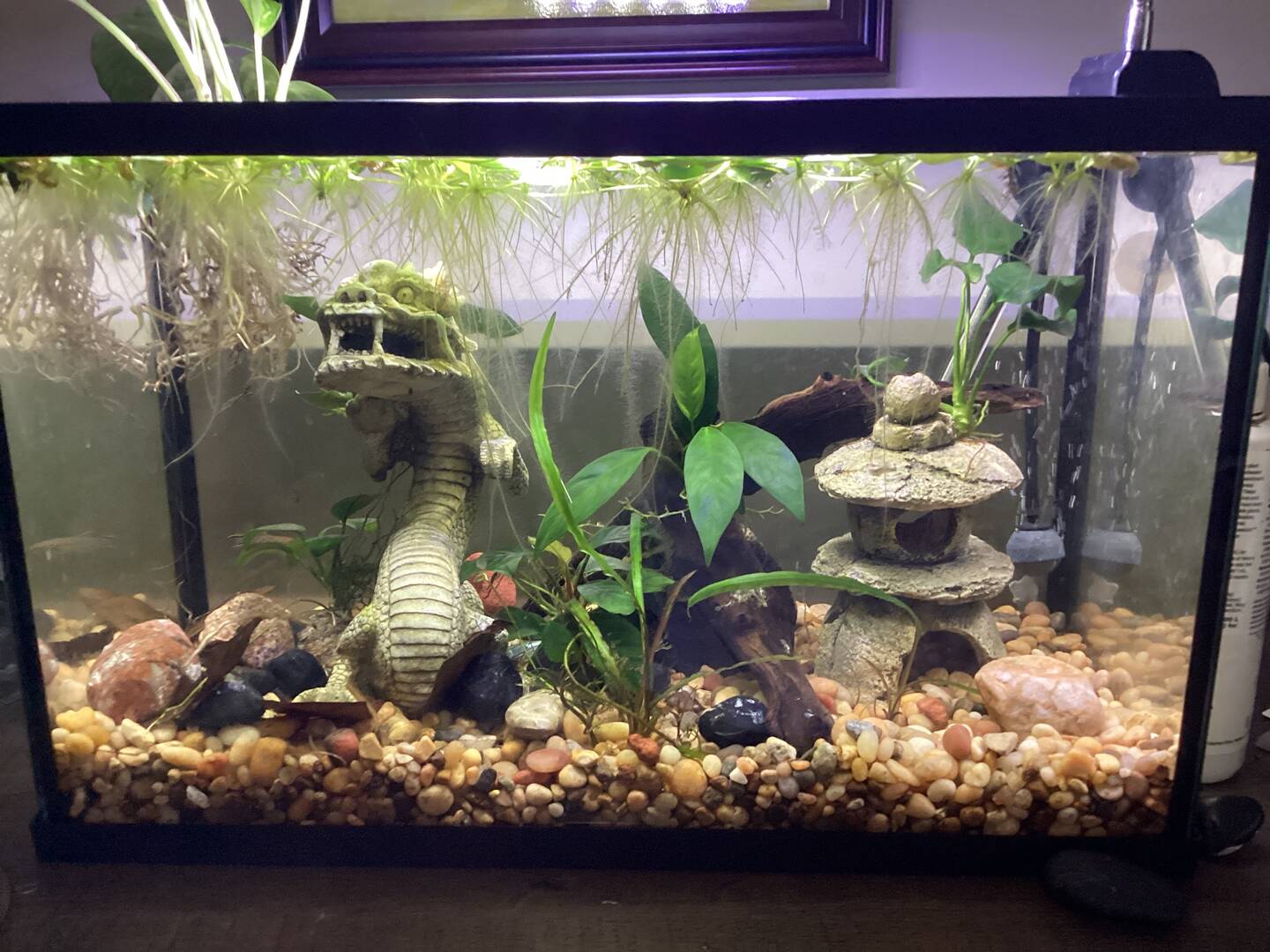 Filterless 5 gallon planted dragon tank - Plants, Algae, and ...