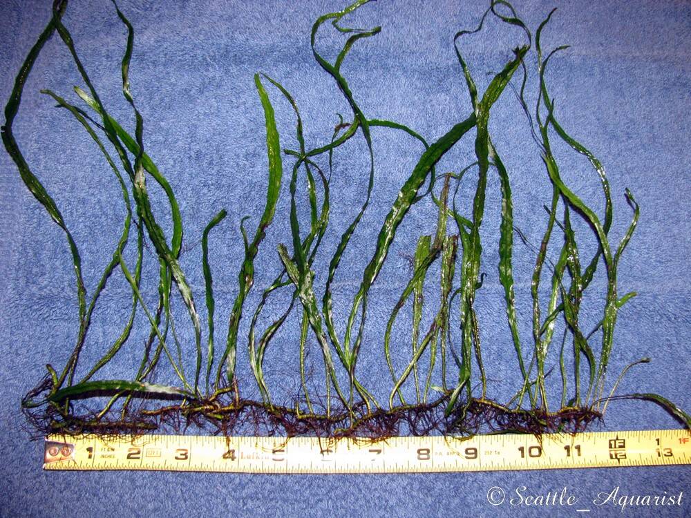 Source for Needle Leaf Java Fern - Plants, Algae, and Fertilizers ...