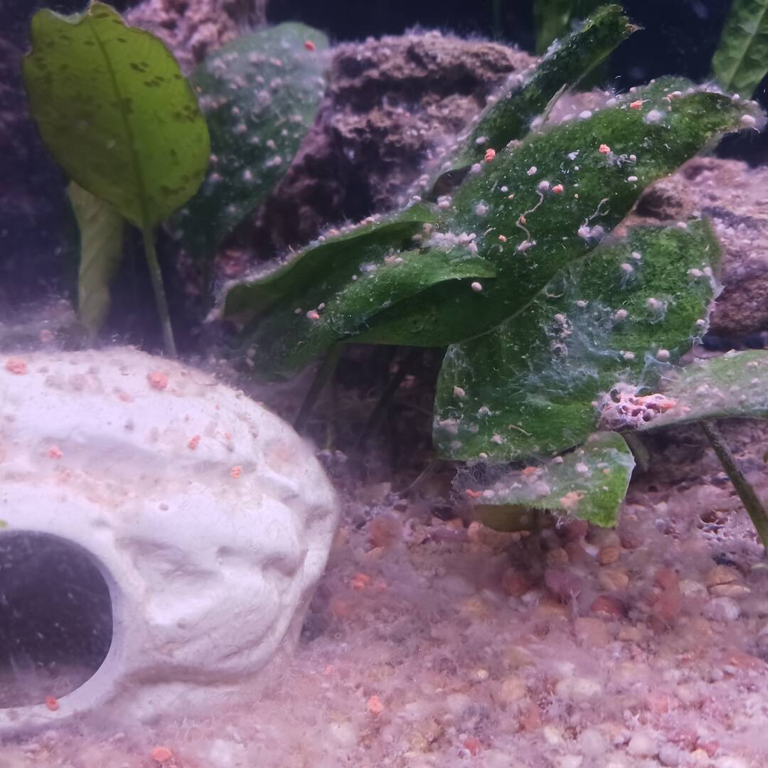 Weird white fungus - Plants, Algae, and Fertilizers - Aquarium Co-Op Forum