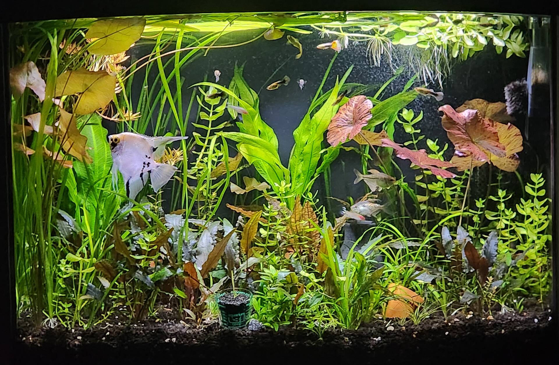 I want a cryptocoryne tank like Cory's - Plants, Algae, and Fertilizers ...