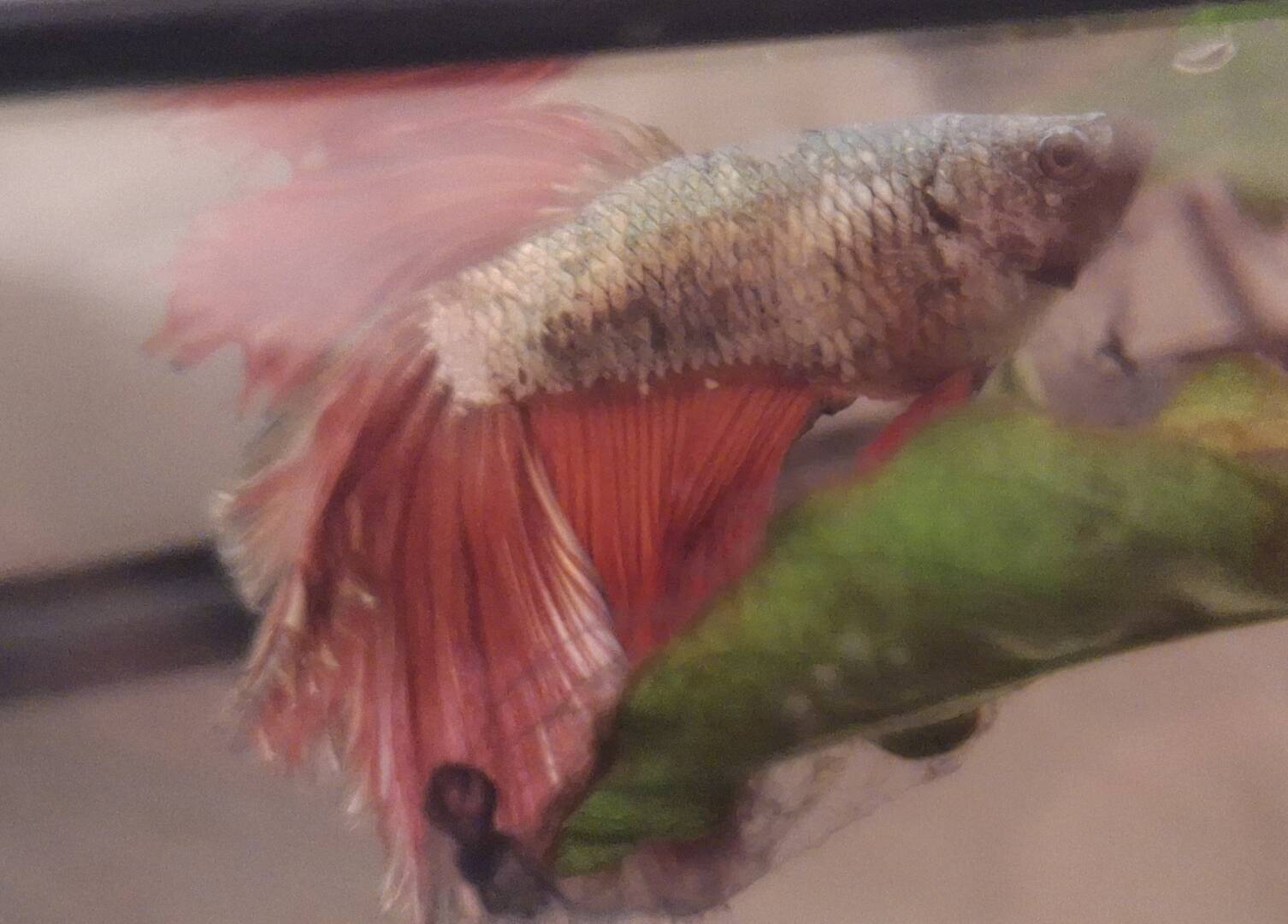 Betta fish with swollen belly!! - Diseases - Aquarium Co-Op Forum