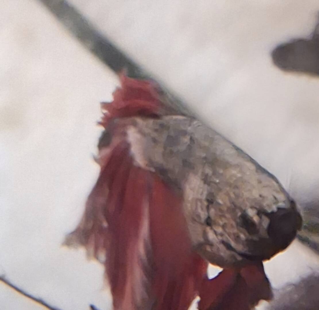 Betta fish with swollen belly!! - Diseases - Aquarium Co-Op Forum