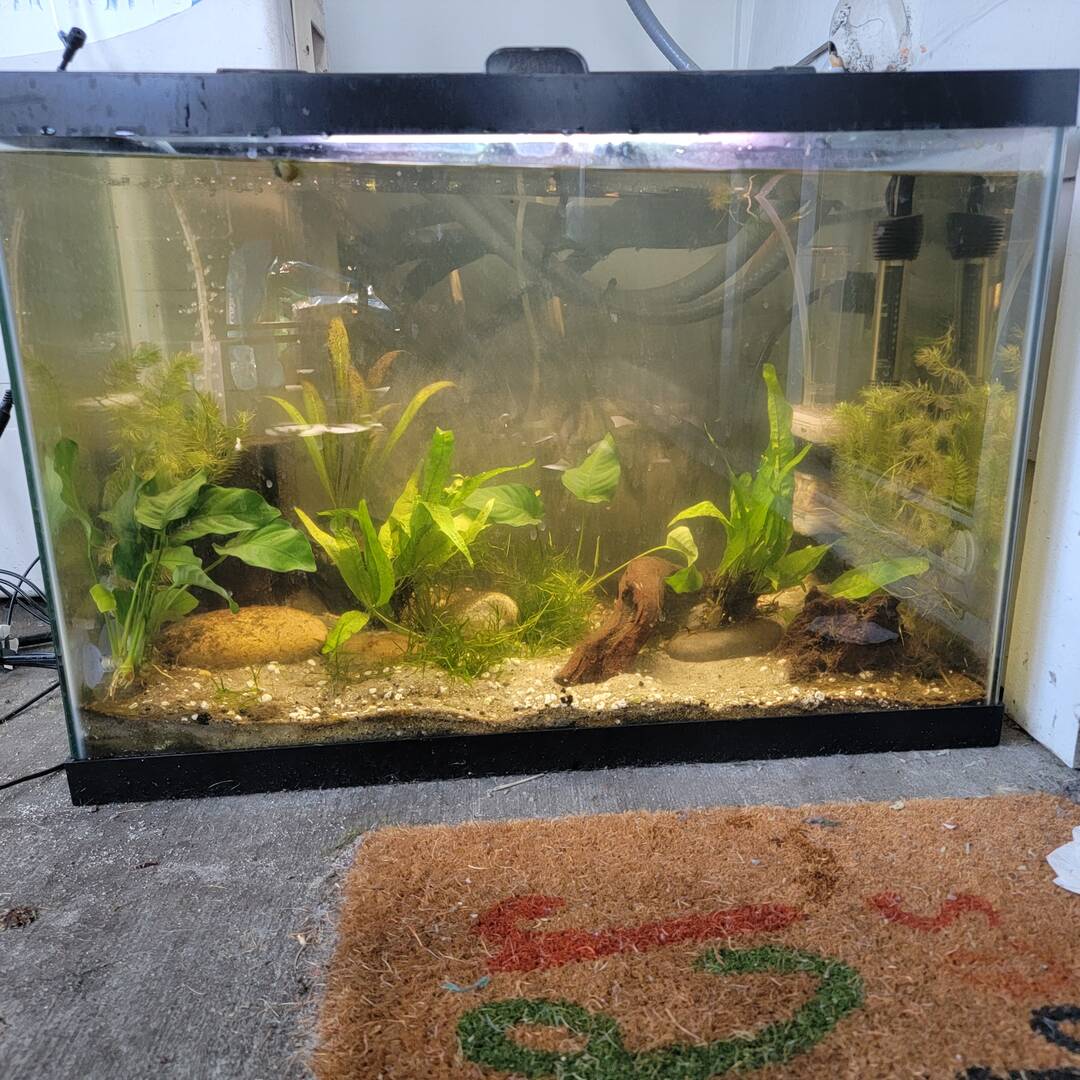 bantam sunfish in a forty tall - General Chat - Aquarium Co-Op Forum