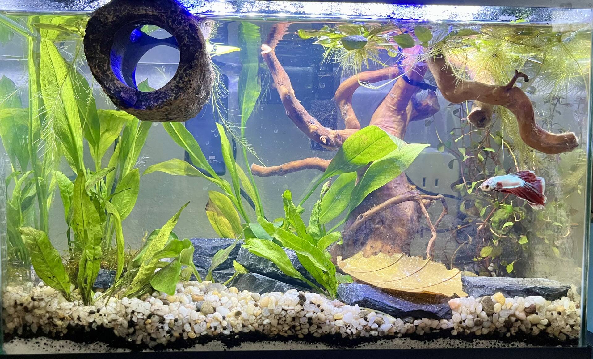Hardness in the Tank Only - General Chat - Aquarium Co-Op Forum